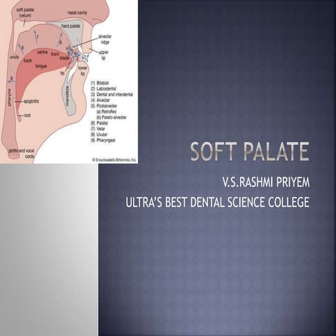 Hard and soft palate | PPTX