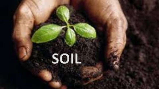 Living Things and the Environment.pptx Grade 3 Science | PPT