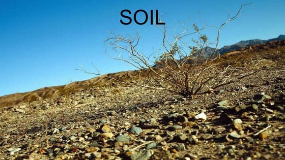 Environment for Class IV | PPT