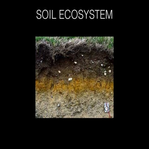 Soil ecosystem and rocks copia | PDF