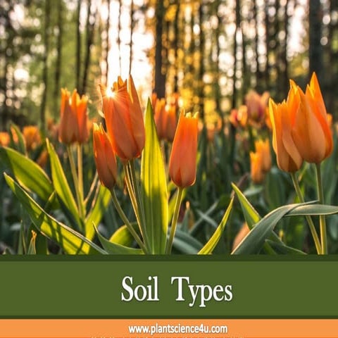 Soil Types | PPT