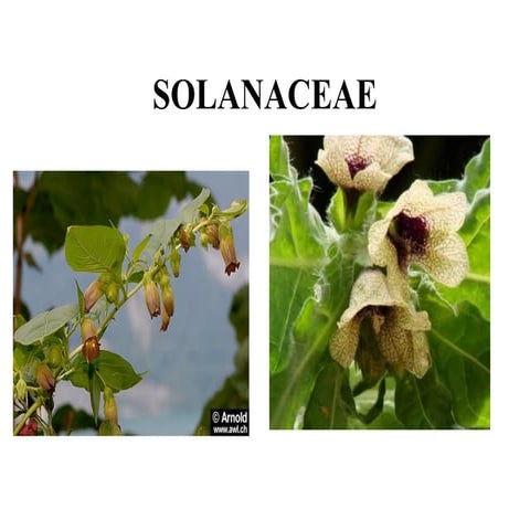 Solanaceae | PPT