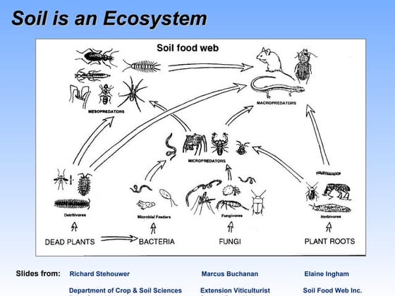 Introduction to biology | PPTX
