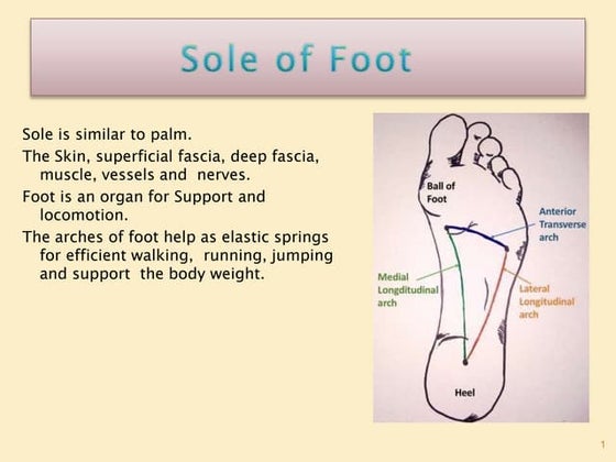 Sole of foot | PPTX