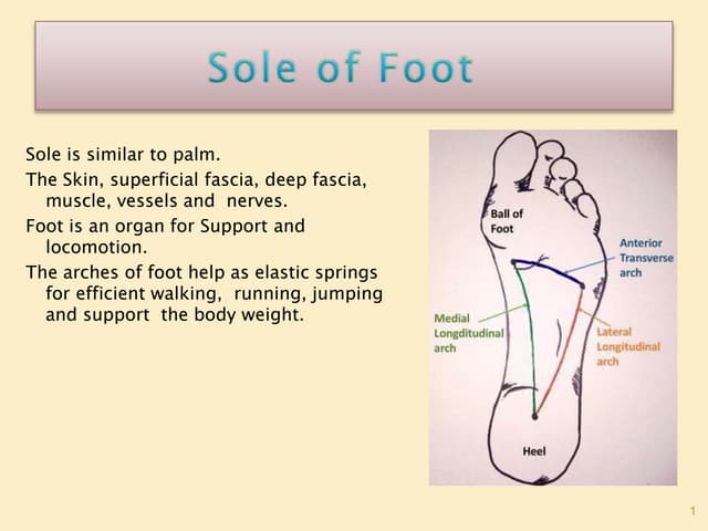 Gross anatomy and four Layers of sole,Applied aspect | PPT