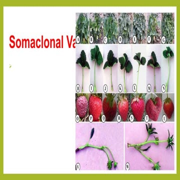Somaclonal variation in plant Tissue Culture.pptx