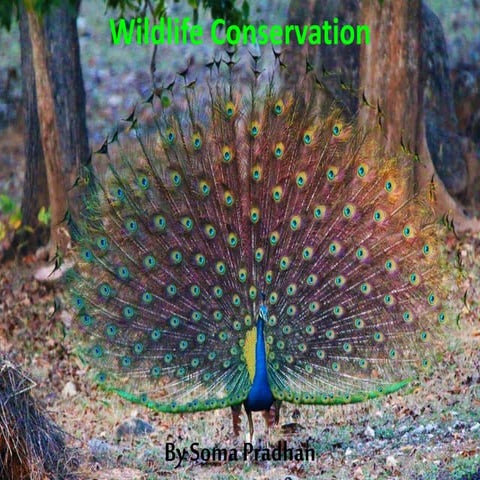 Wildlife presentation | PDF