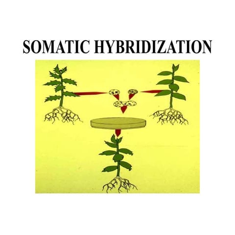 somatic-hybridization.ppt