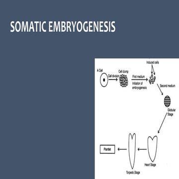 Somatic Embryogenesis Pptx
