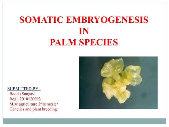 Somatic embryogenesis and artificial seed production | PPT