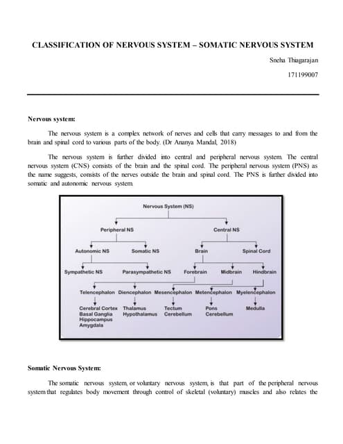 Organization of nervous system | PPT