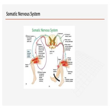 Somatic Nervous System Diagram Divisions Of The Nervous System
