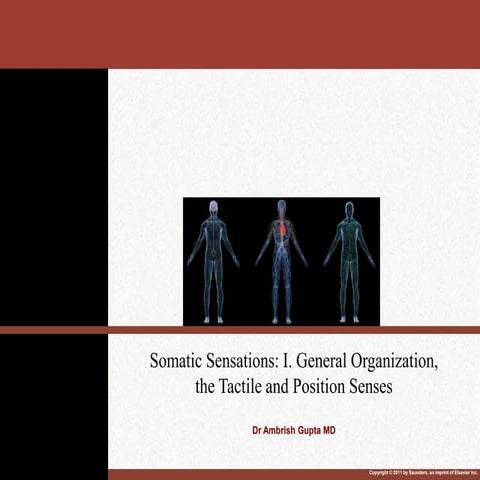 Somatic sensory system | PPTX