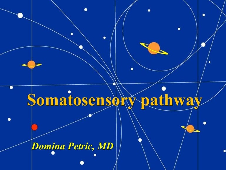 Somatosensory Pathways
