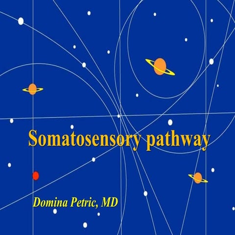 Somatosensory pathway | PPSX