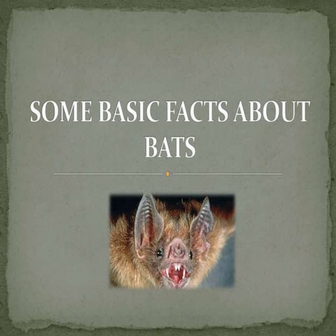 Some basic facts about bats | PPT