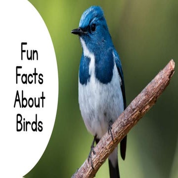 Bird presentation for kids to be taught in schools | PPTX
