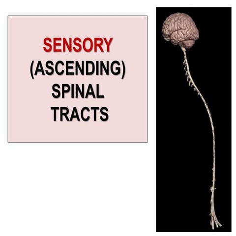 Neuroanatomy Ascending Spinal Tracts.ppt