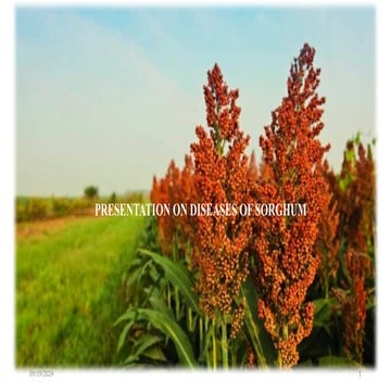 Diseases of sorghum | PPTX