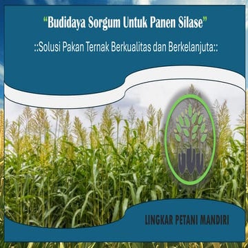 budidaya sorgum "Solusi Pakan Ternak Berkualitas" | PDF