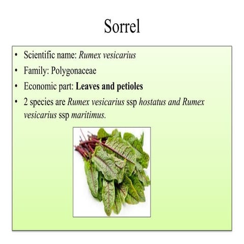 Sorrel | PPTX | Gardening | Home & Garden