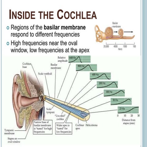 Sound, hearing, & the ear for slideshare | PPTX | Digital Audio ...