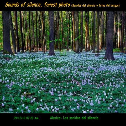 Sounds of silence forest photo[1]. | PPS | Music | Entertainment
