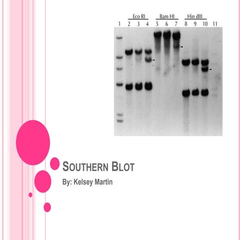 Southern blot | PPTX