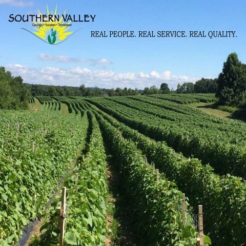 Stack Up Potatoes Week 1 Final | PPTX