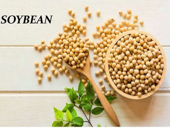 Soyabean | PPT