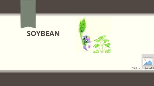 Soyabean | PPTX