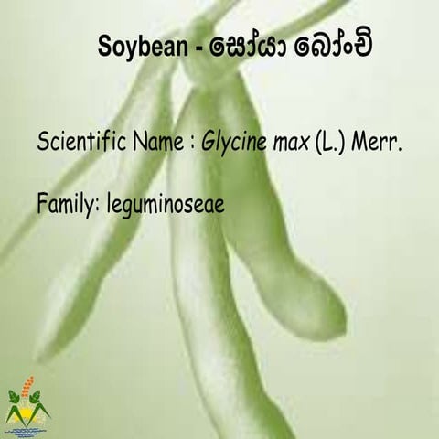 Soyabean | PPTX