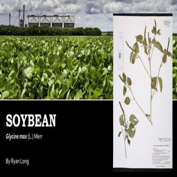Soybean Pres.pptx