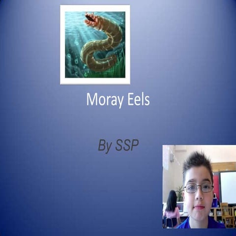 Moray Eels | PPTX