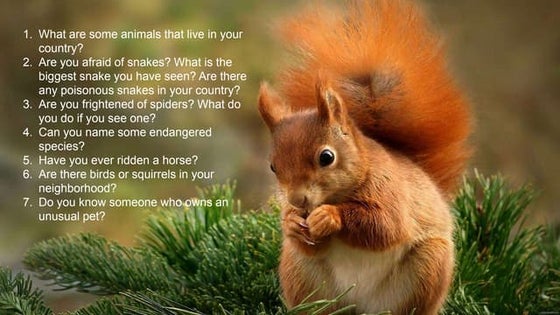 Topic: Animals Part 3-Speaking Questions for Warm-ups | PPT