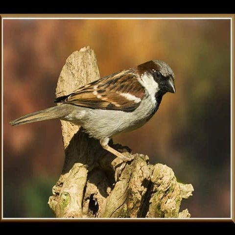 Sparrow (annotated) | PPT