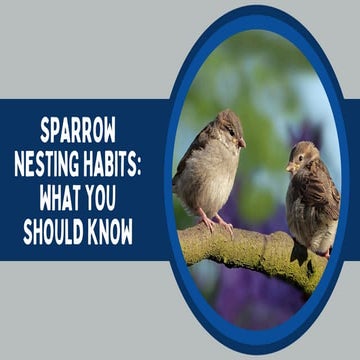 Sparrow Nesting Habits: What You Should Know | PDF