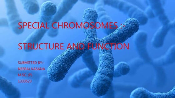LAMPBRUSH CHROMOSOMES | PDF | Genetics | Science