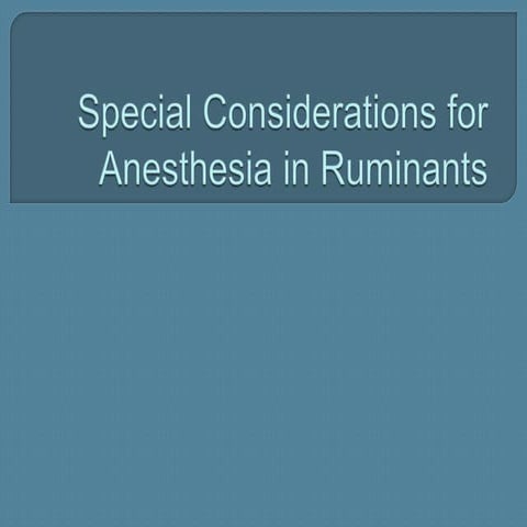Special Considerations For Anesthesia In Ruminants | PPTX