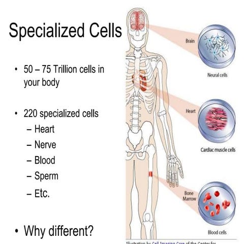 specialized_cells.pptx