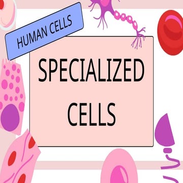 Specialized Cells Biology Presentation.pptx