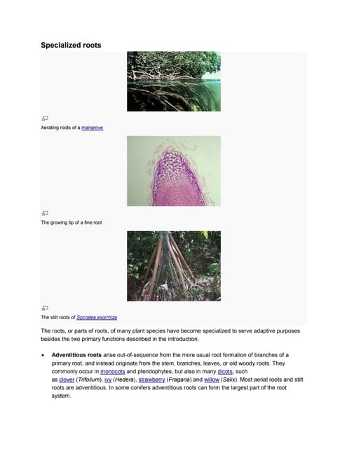 Modifications of roots | PPT