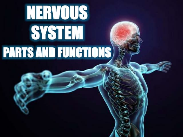 Nervous System Lesson for Grade 6 in Science | PPTX