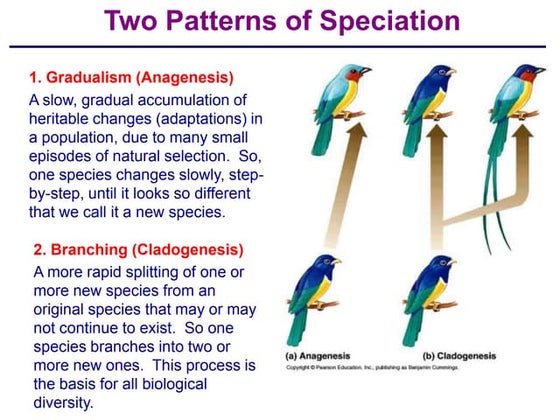 Mechanism Of Speciation | PPTX
