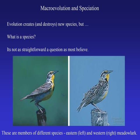 Speciation presentation in systemetic | PPT | Biological Sciences | Science