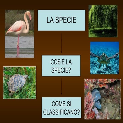 Specie | PPT