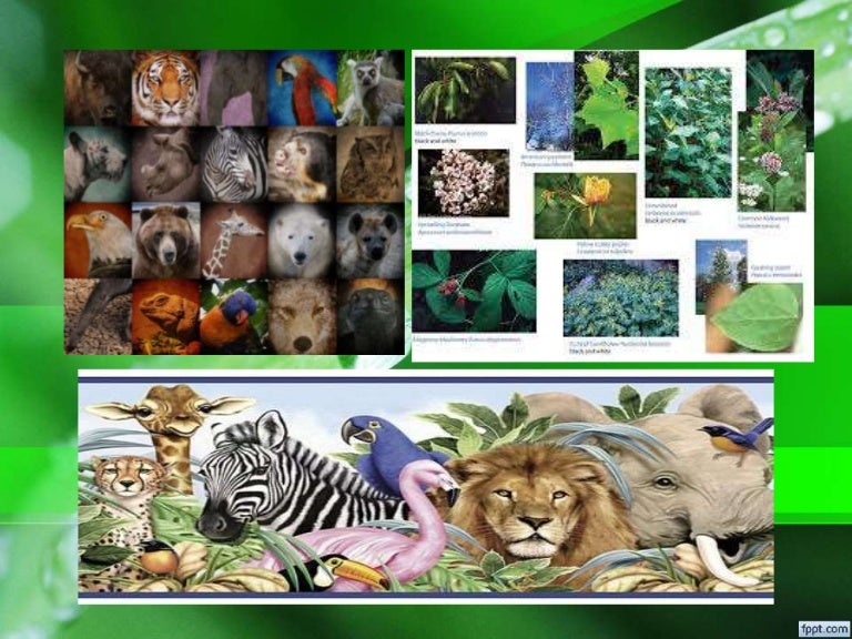 species-diversity