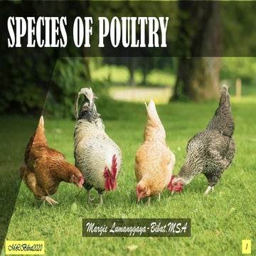 Philippine Native Chicken: The BANABA NATIVE CHICKEN of CALABARZON | DOCX