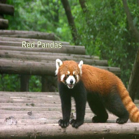 Red panda | PPT