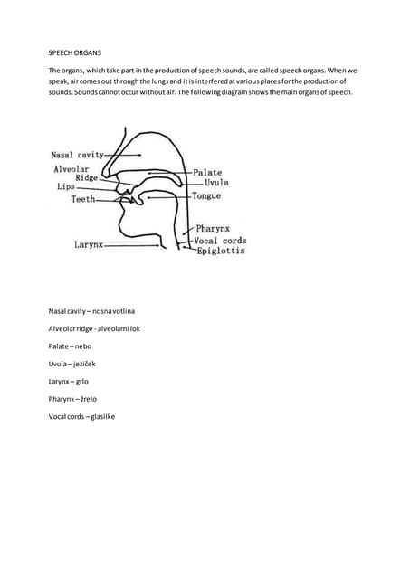 The organs of speech | PPTX